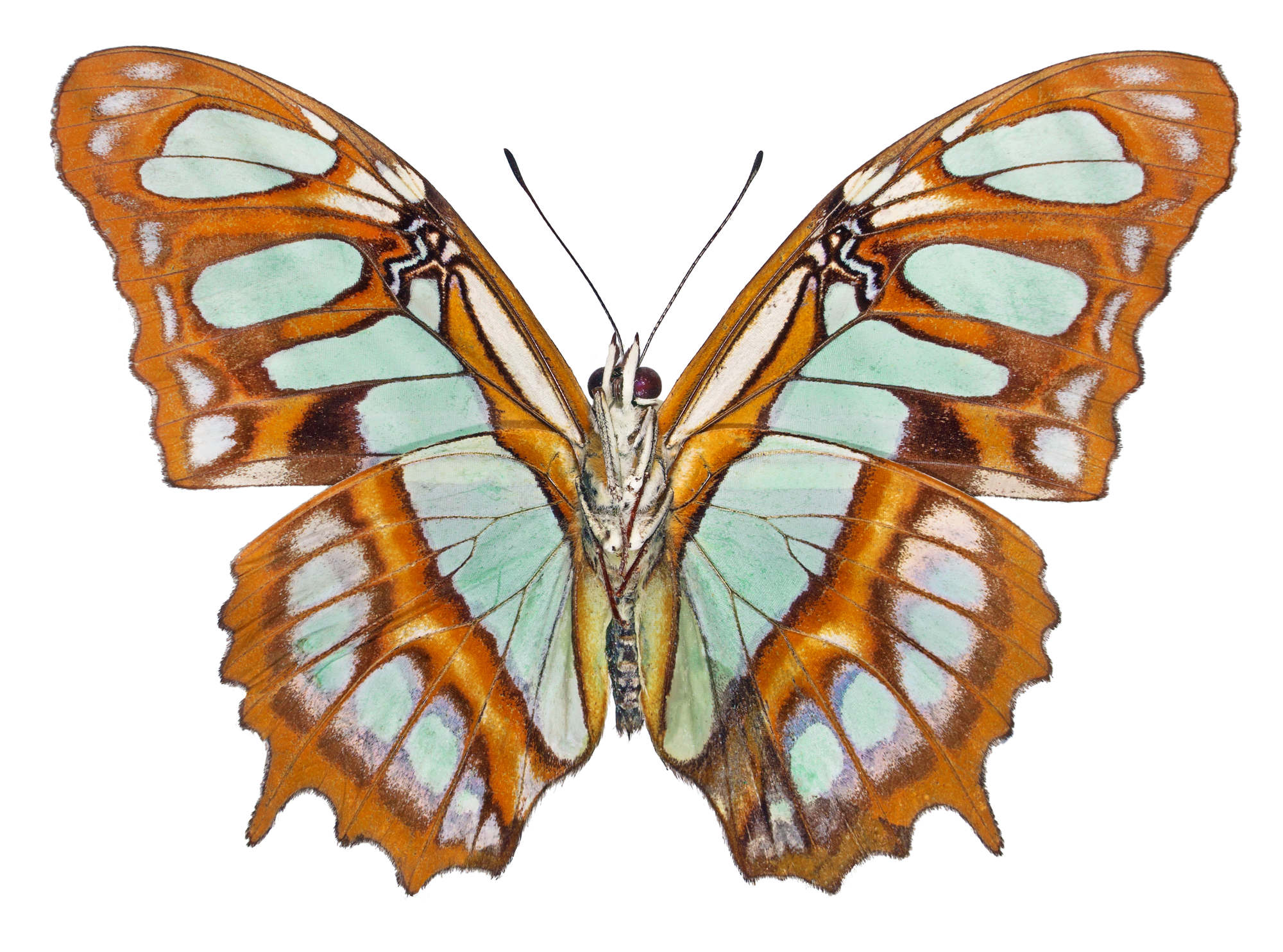 Butterflies - Rosetta — Cargo Example Site