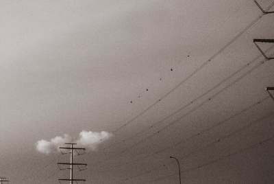 Black/White - Cody Oka Alan