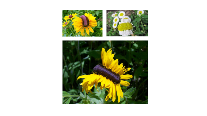 Megalith - Zach Beale