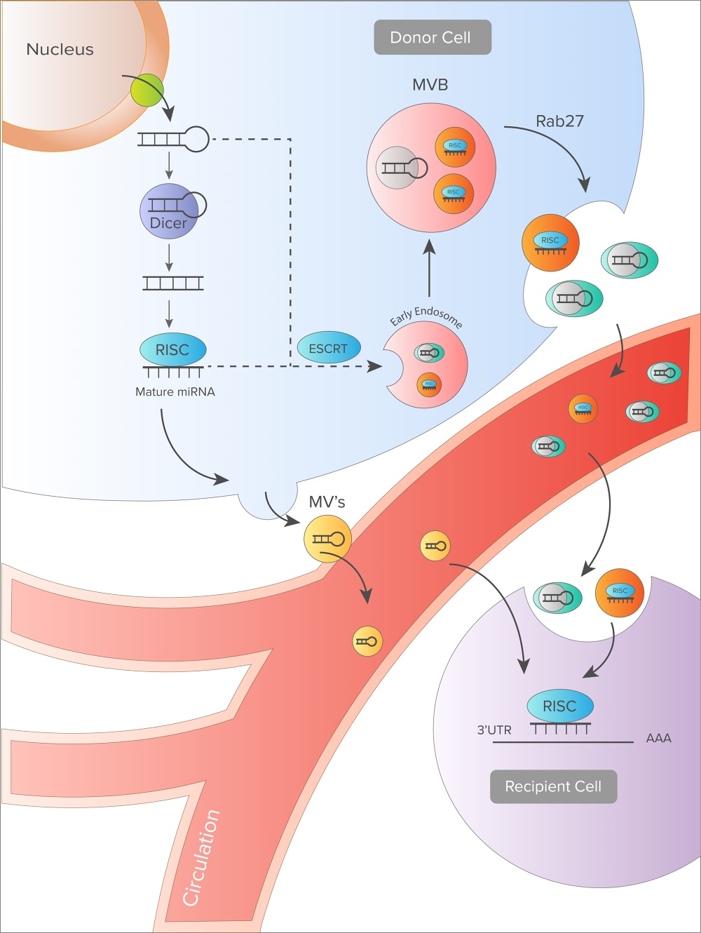 Medical Illustrations - Kendall Lane
