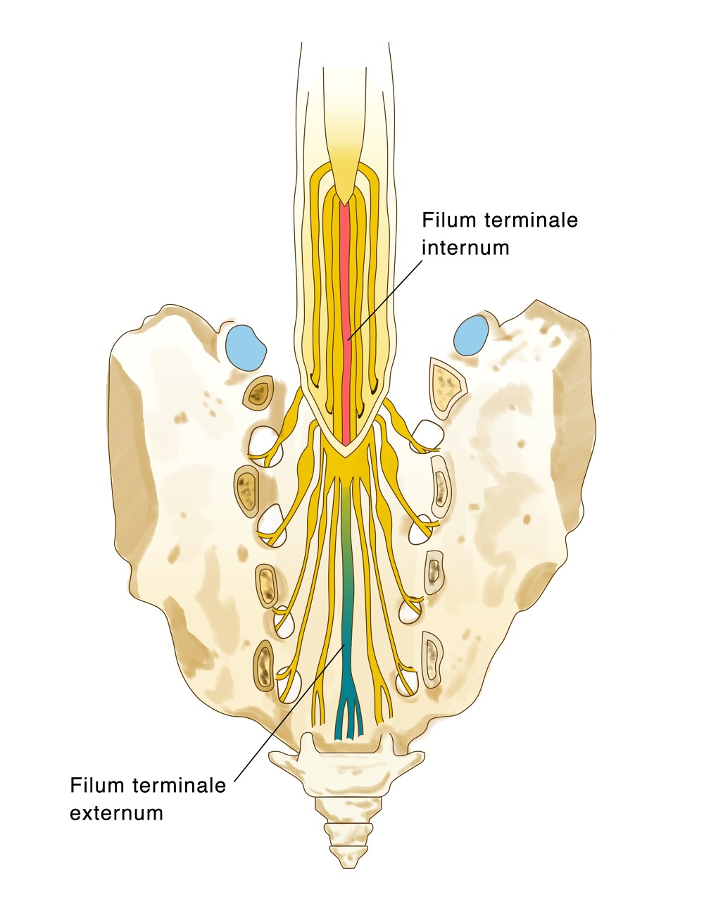 Medical Illustrations - Kendall Lane