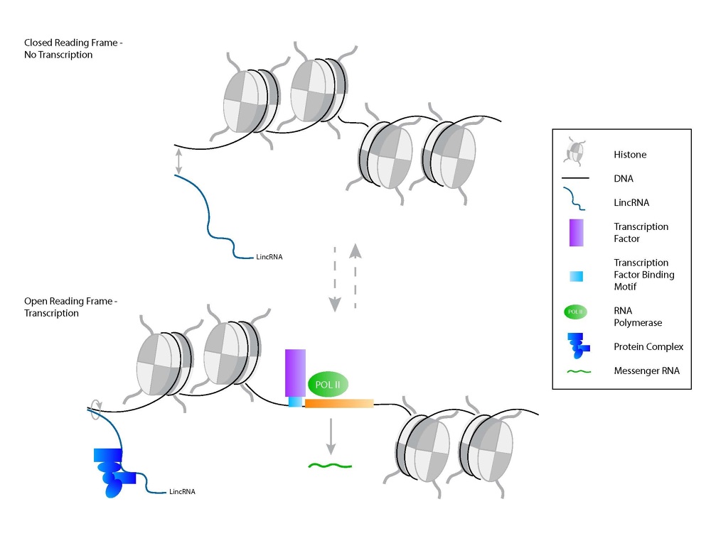 Medical Illustrations - Kendall Lane