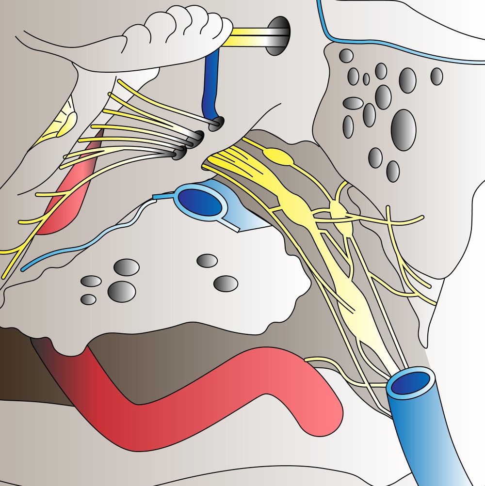 Medical Illustrations - Kendall Lane
