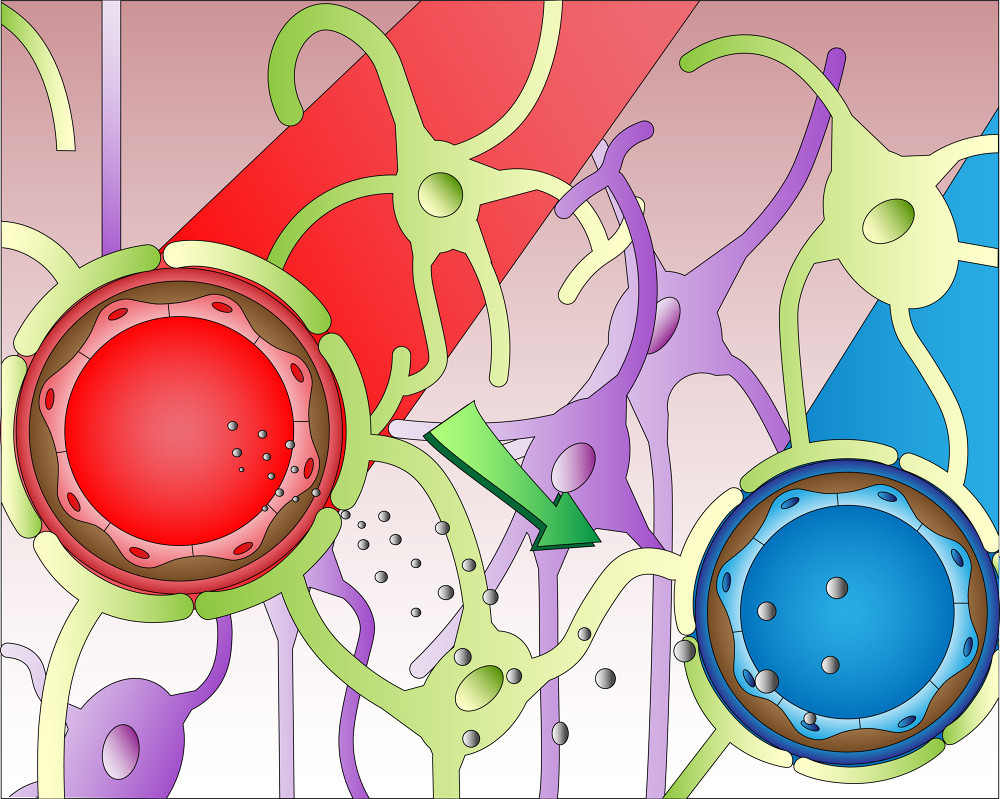 Medical Illustrations - Kendall Lane