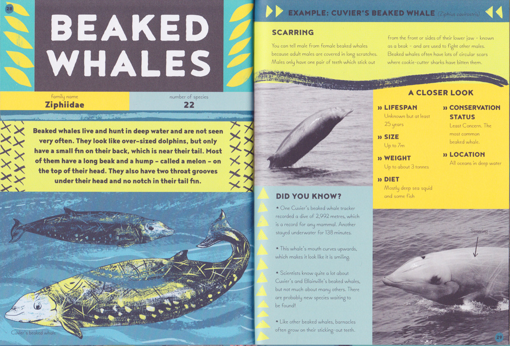 pocket guide to whales - Alice Pattullo Illustration
