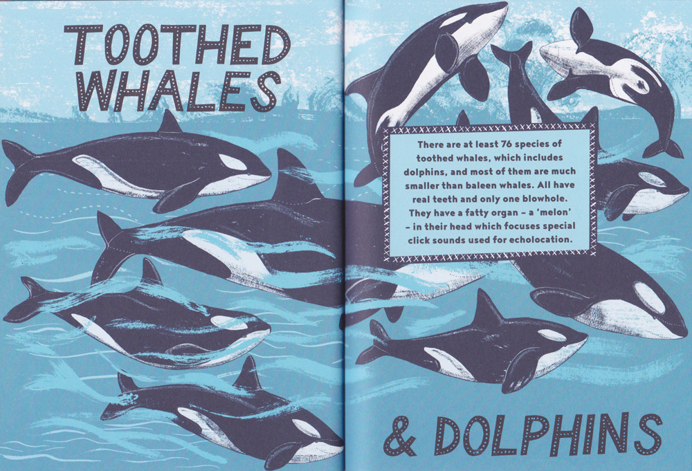 pocket guide to whales - Alice Pattullo Illustration
