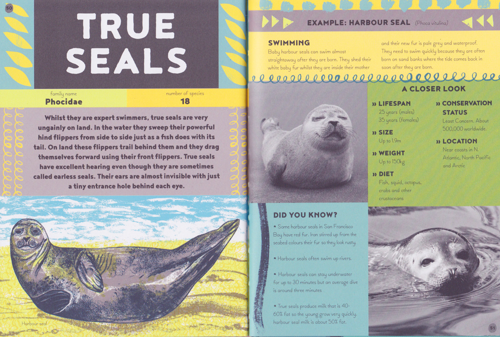 pocket guide to whales - Alice Pattullo Illustration