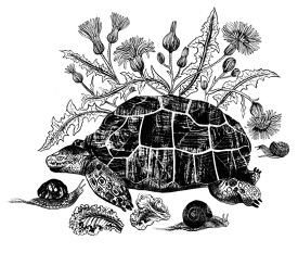 Alice Pattullo Illustration