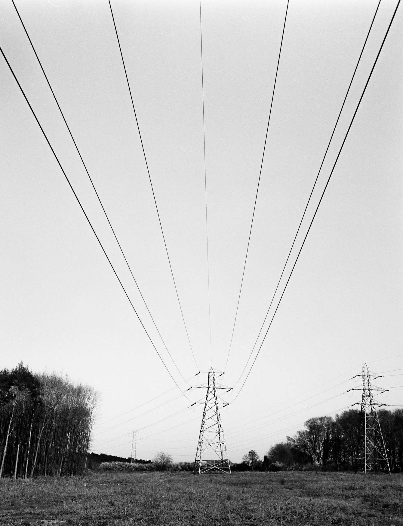 Fritton Woods - Joshua Parrott