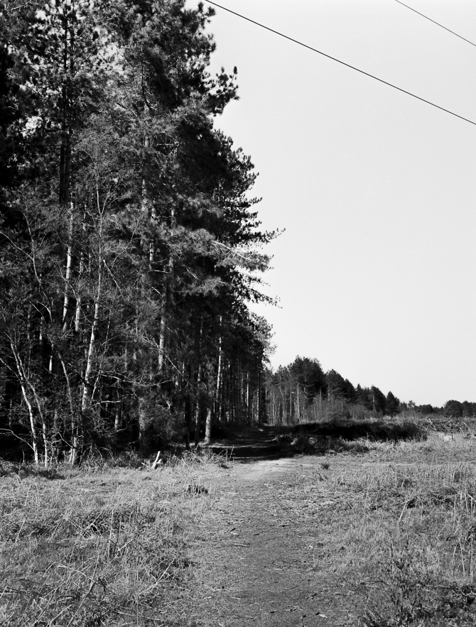 Fritton Woods - Joshua Parrott