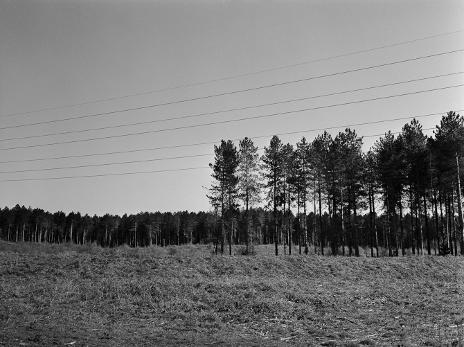Fritton Woods - Joshua Parrott