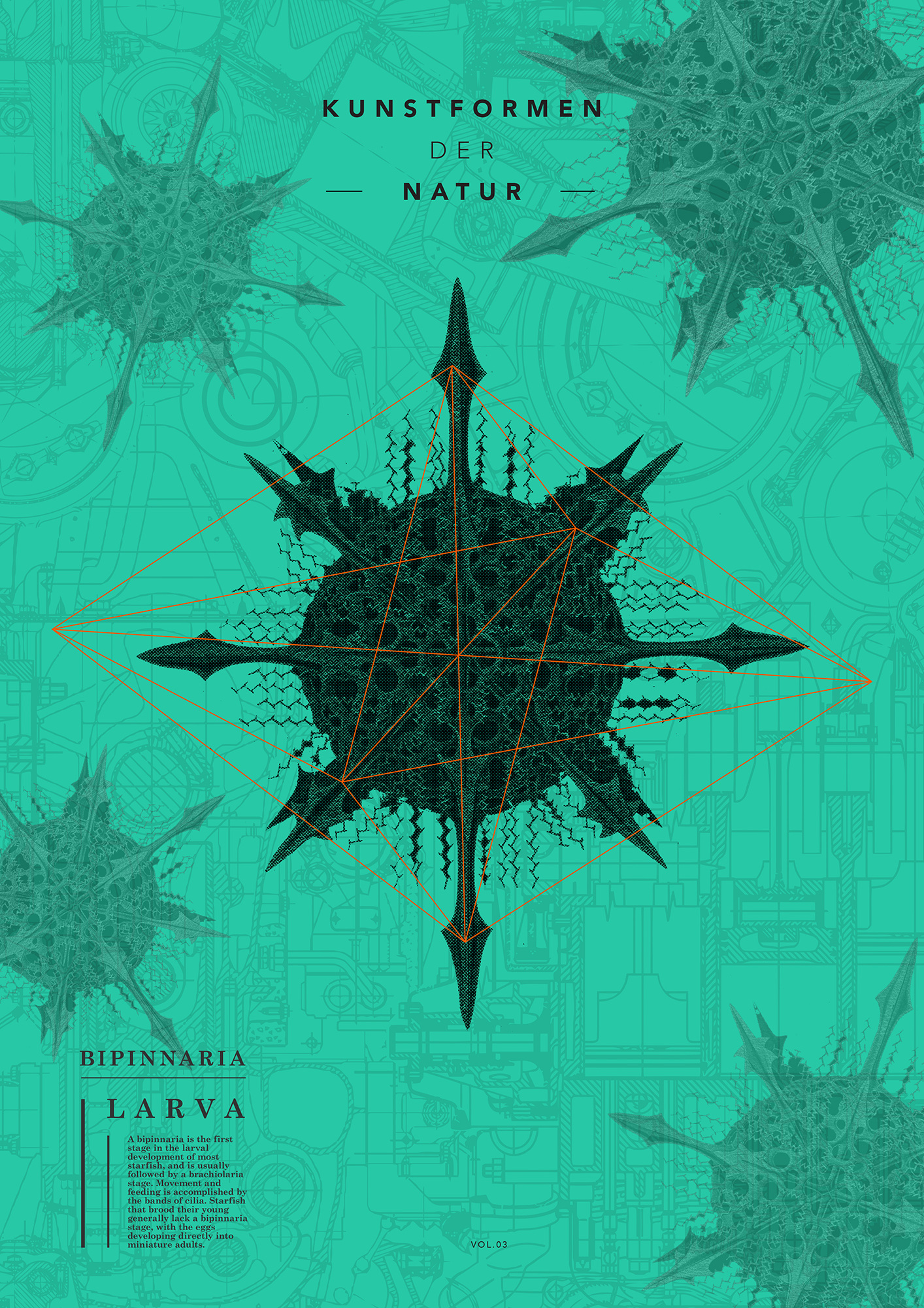 Bipinnaria - LOCOTUS