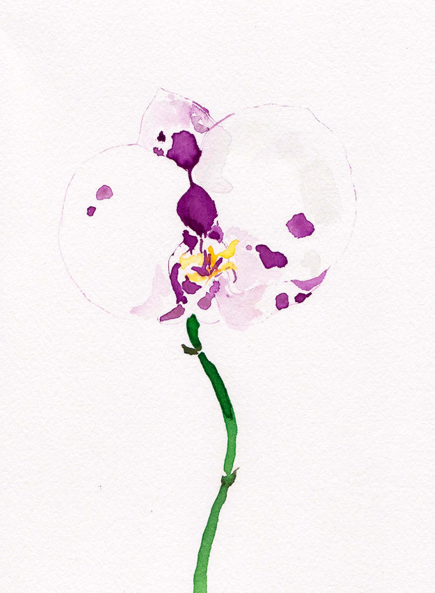 Panda Orchid - Chemin Hsiao