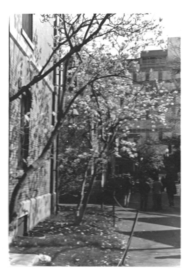 Early Film Photography - Emily Brouwer