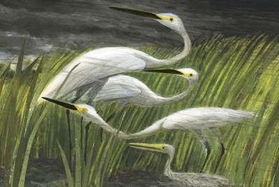 About Rob Dunlavey Illustration - Rob Dunlavey Illustration