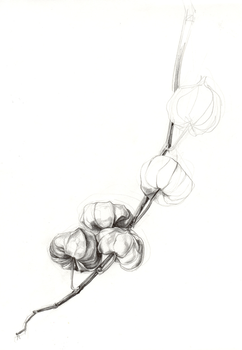 Illustration Basics - BTK Illustration