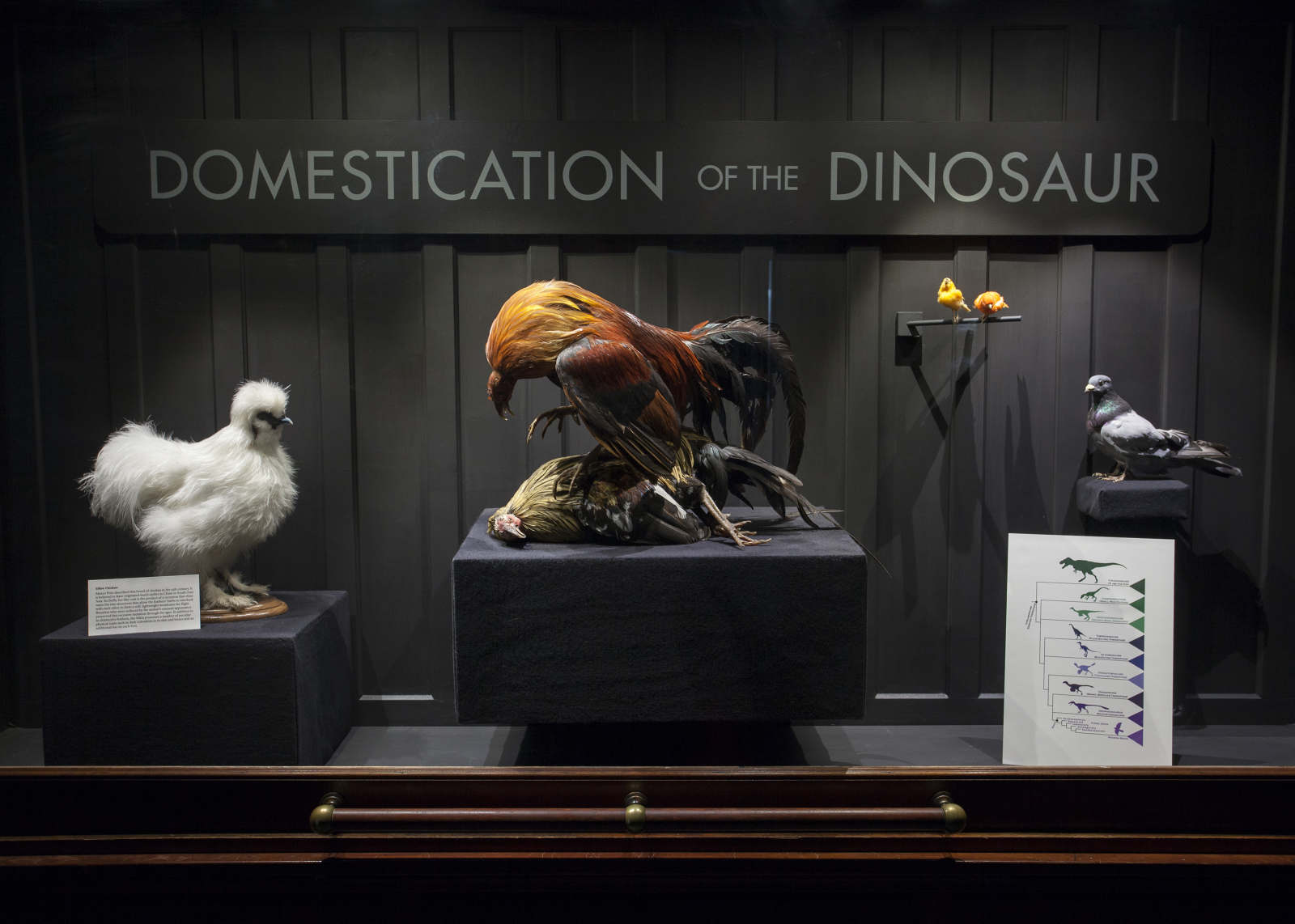 Domestication of the Dinosaur - Center for PostNatural History