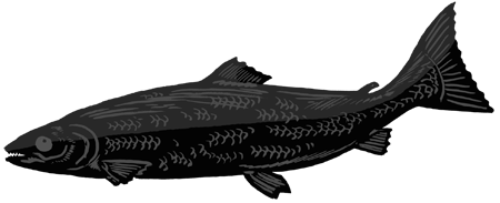 Triploid Atlantic Salmon - Center for PostNatural History