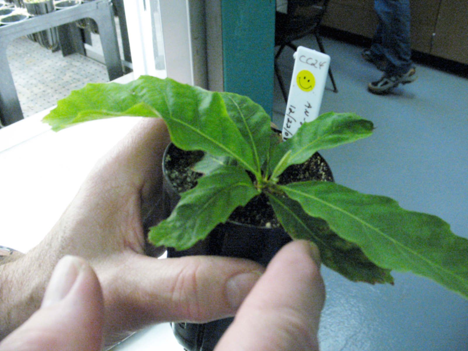 Transgenic American Chestnut Tree - Center for PostNatural History