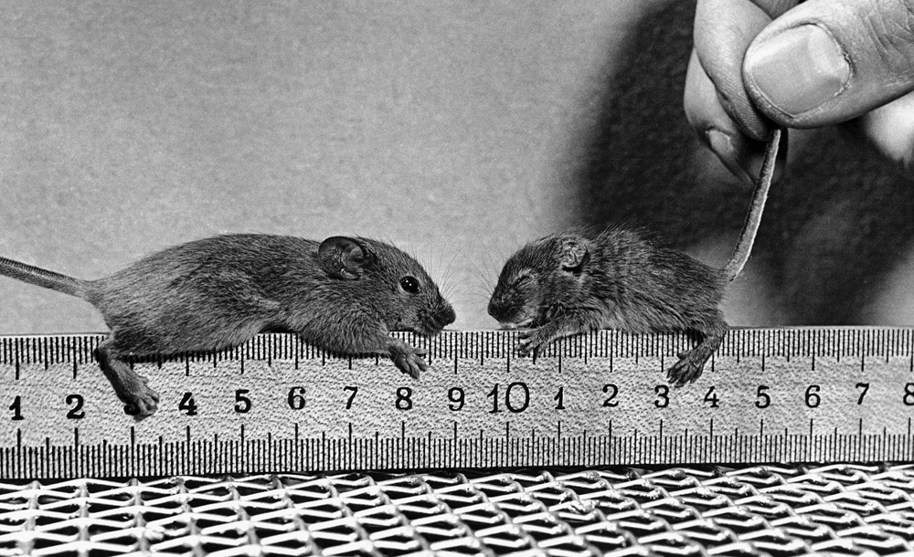 The Mouse Archives - Center for PostNatural History