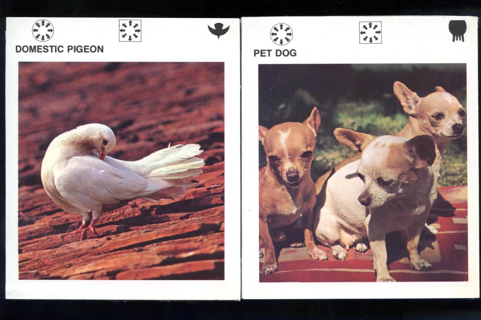 "Wildlife" Cards - Center for PostNatural History