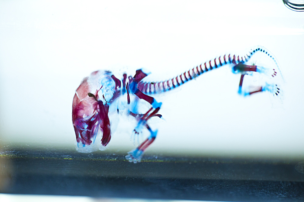 Scapegoat: Rich Pell in Conversation with Emily Kutil - Center for ...