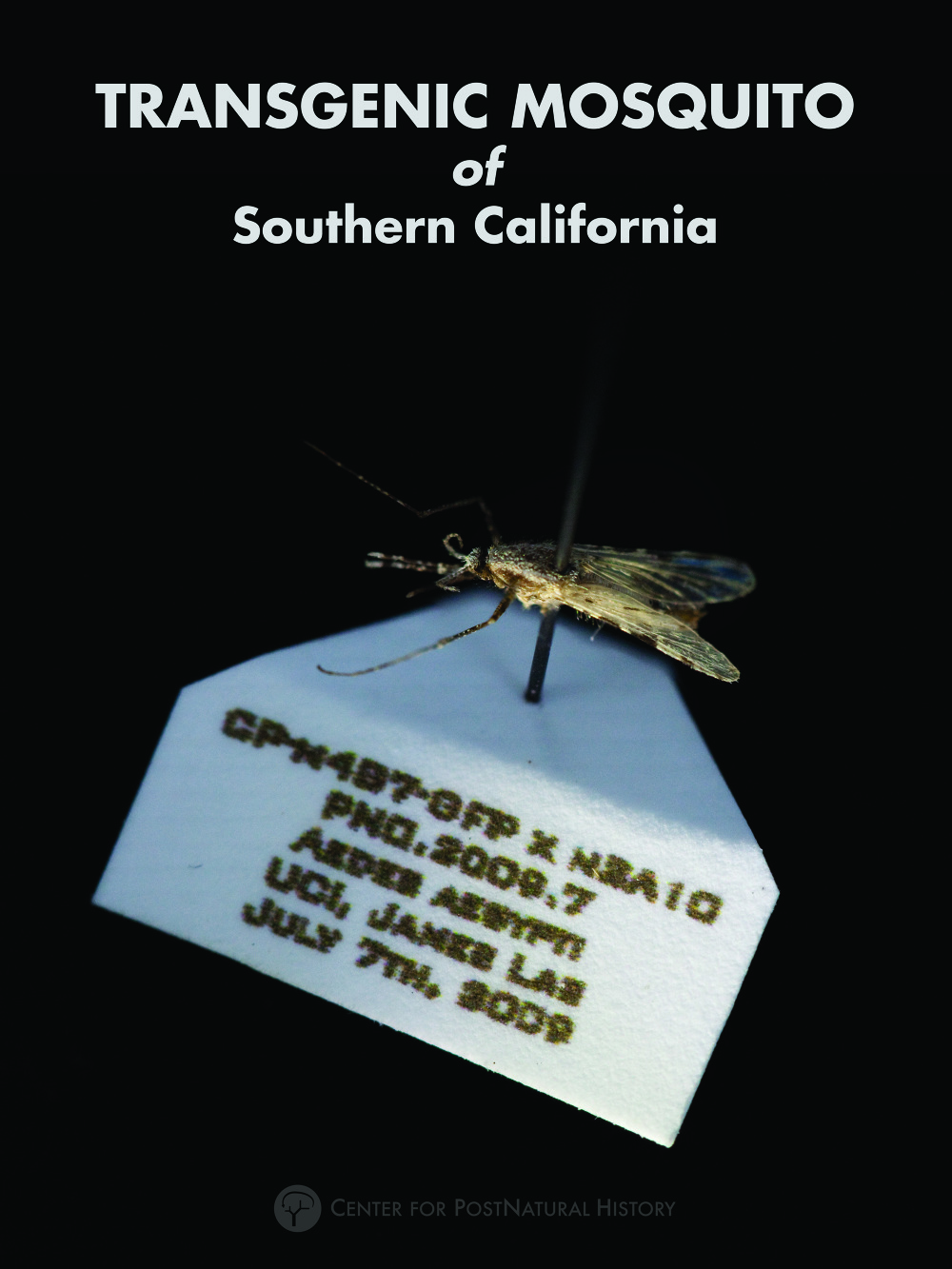 Transgenic Mosquito of Southern California - Center for PostNatural History