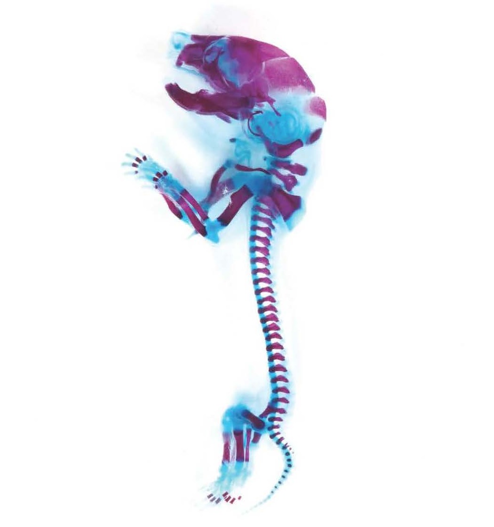 Ribless Mouse Embryo - Center for PostNatural History