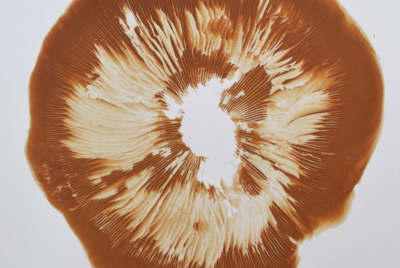 Spore Print - Kate Cronin Illustration