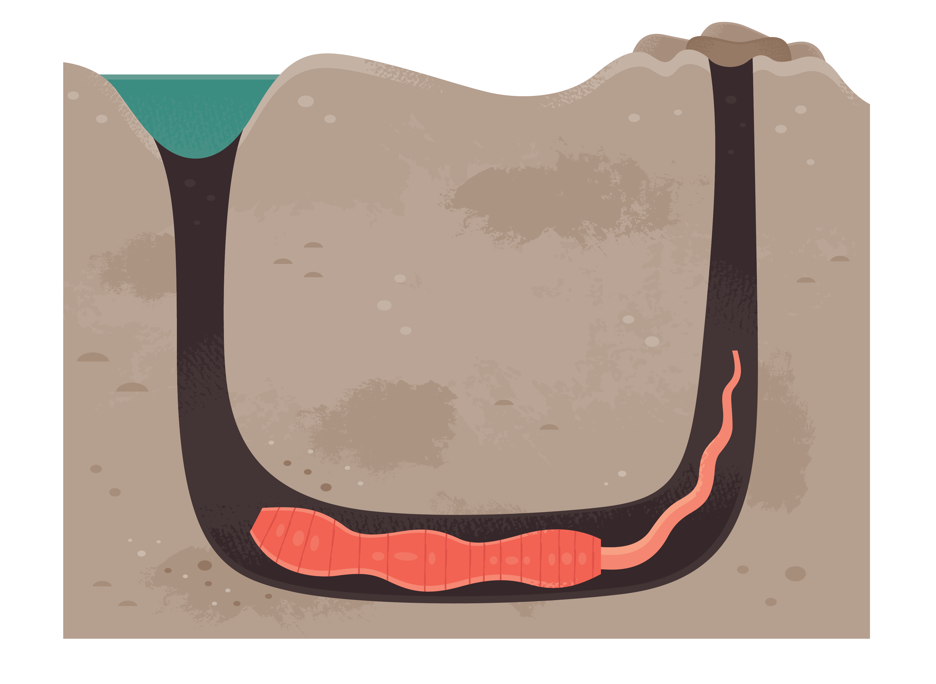 Microhabitats - Alexander Vidal Illustration