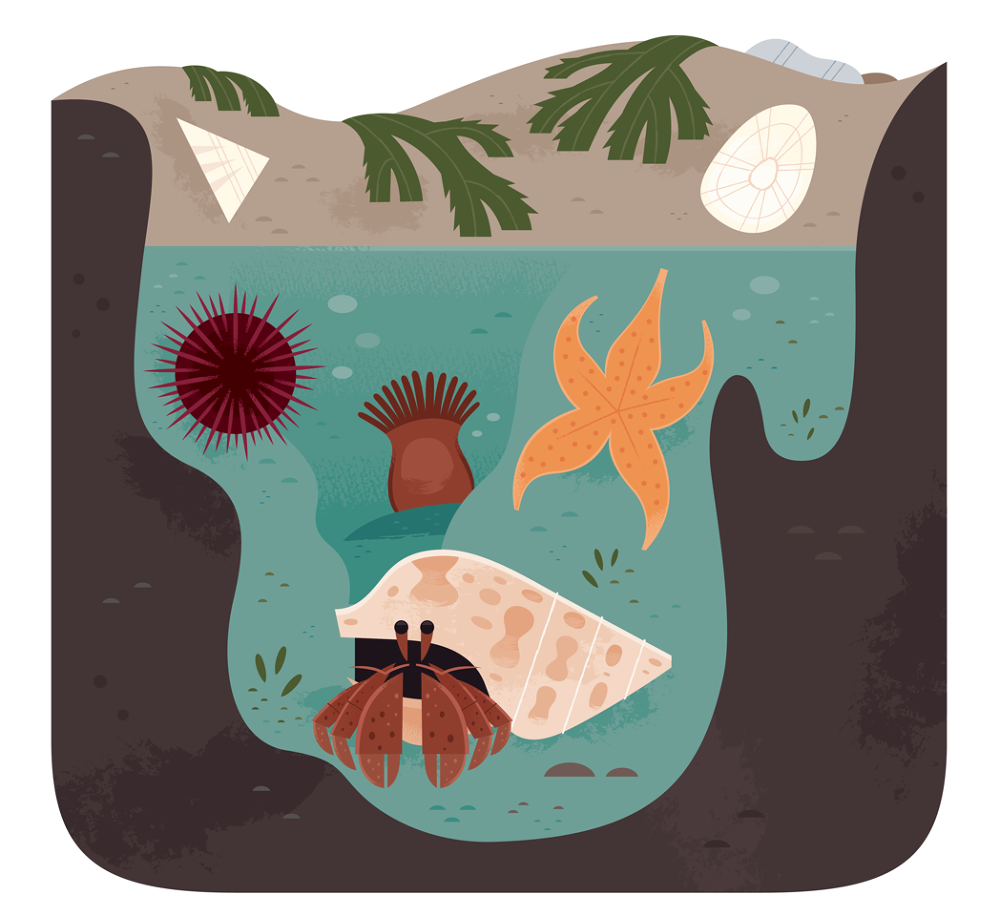 Microhabitats - Alexander Vidal Illustration