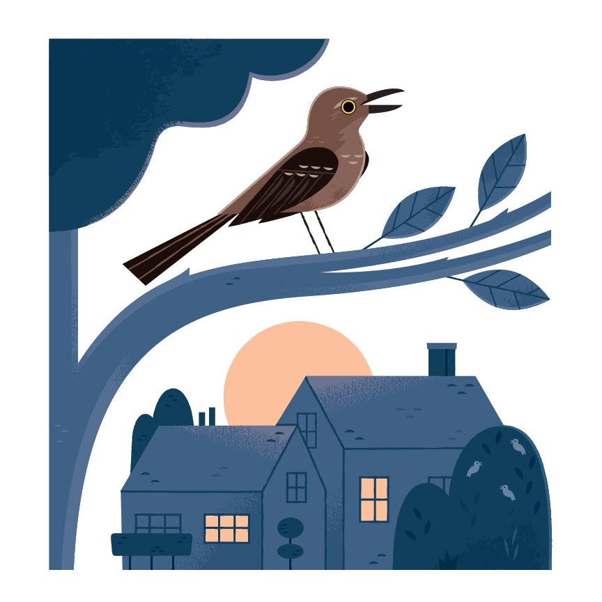 I Love Birds! - Alexander Vidal Illustration