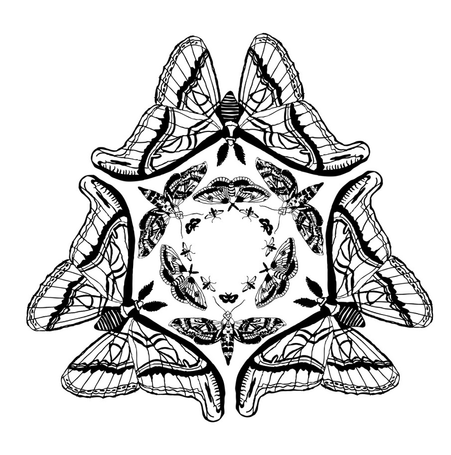 Moth Patterns - Fledgling Studio