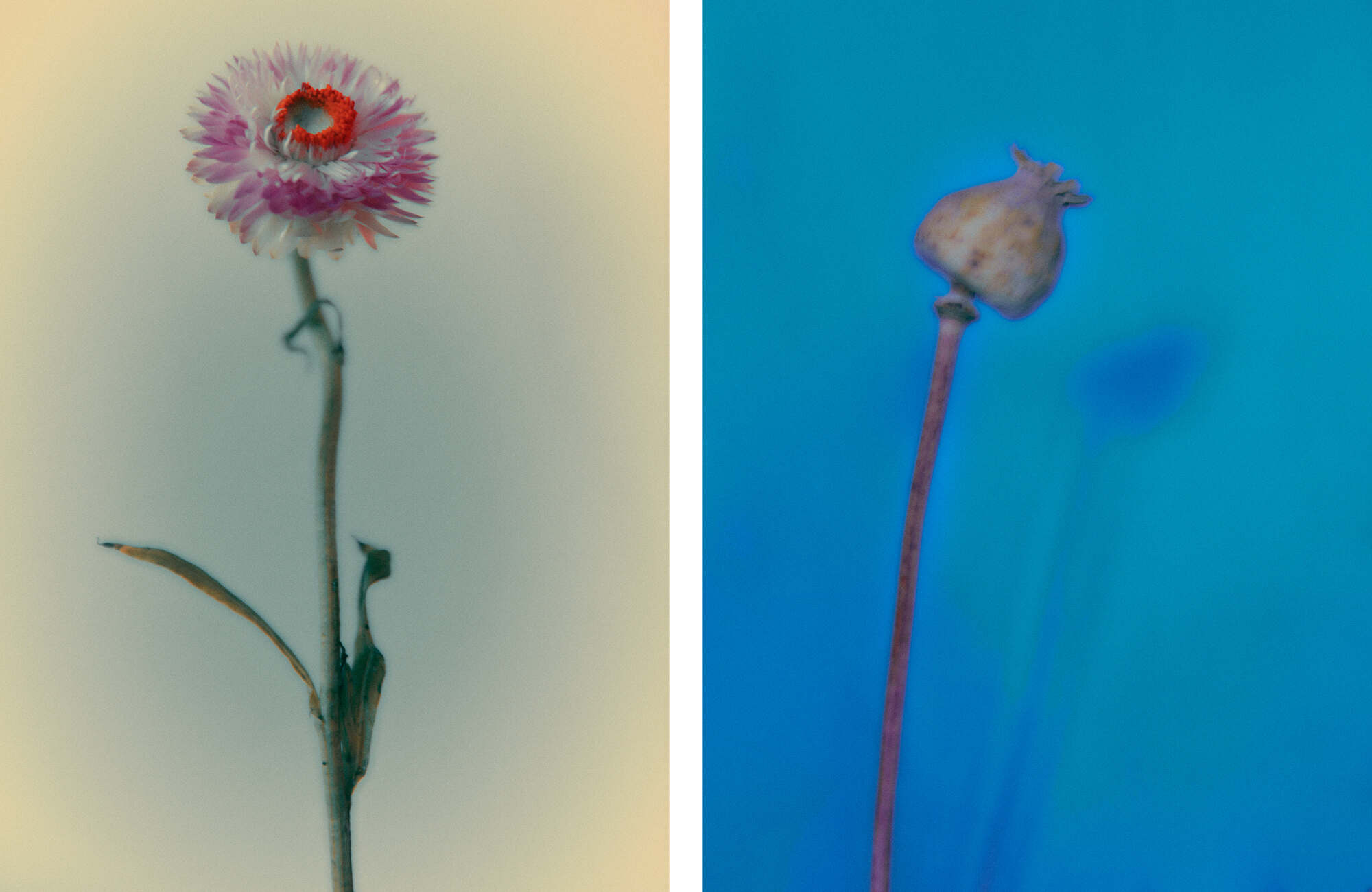 FIORE - Photographer Ninja Hanna