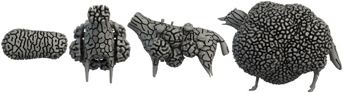 digital morphologies - Sage Jenson