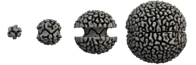 digital morphologies - Sage Jenson