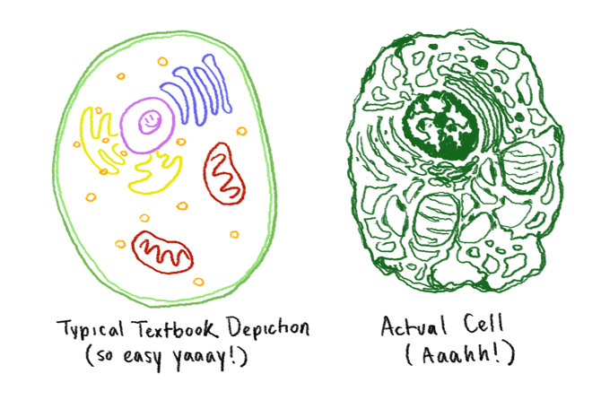 MIT: CLEVR (ongoing) - Annie Wang's Art Portfolio