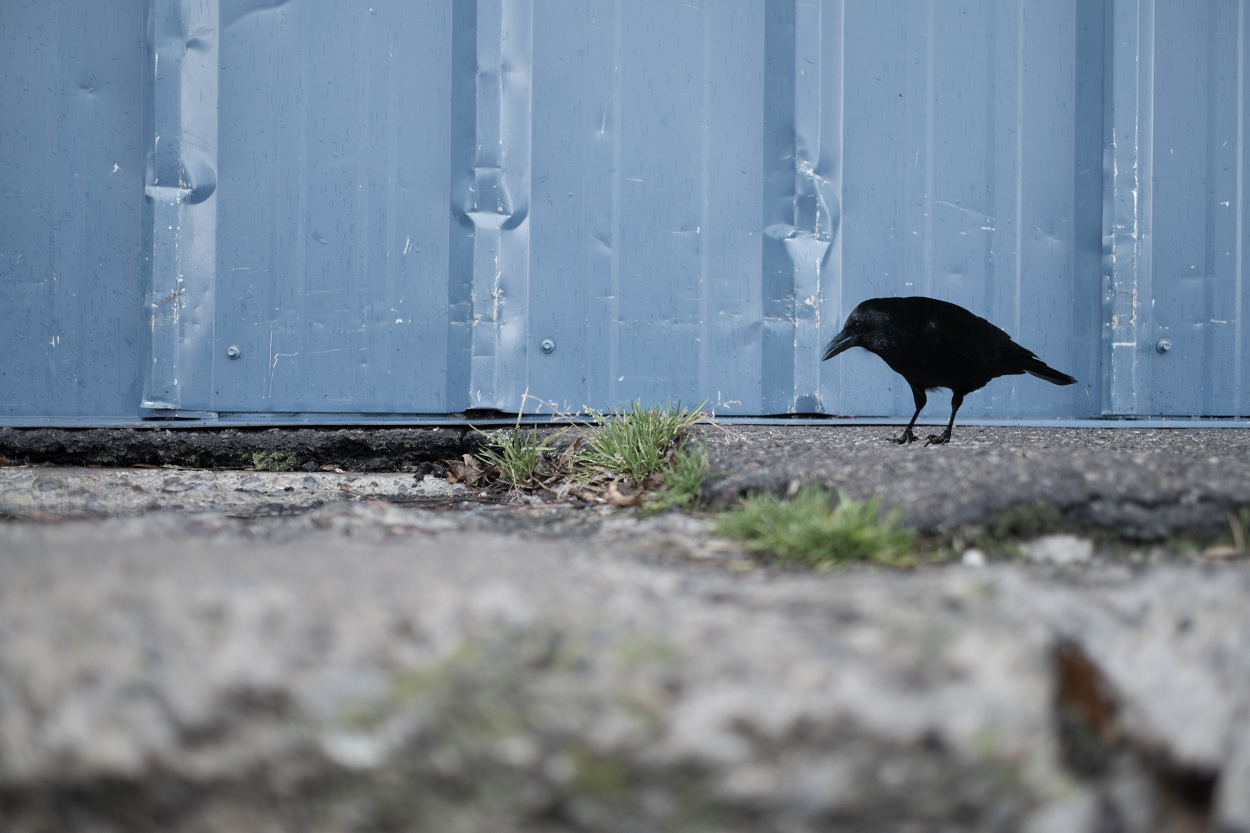 Karas 鴉 | Ravens Photo - aodi
