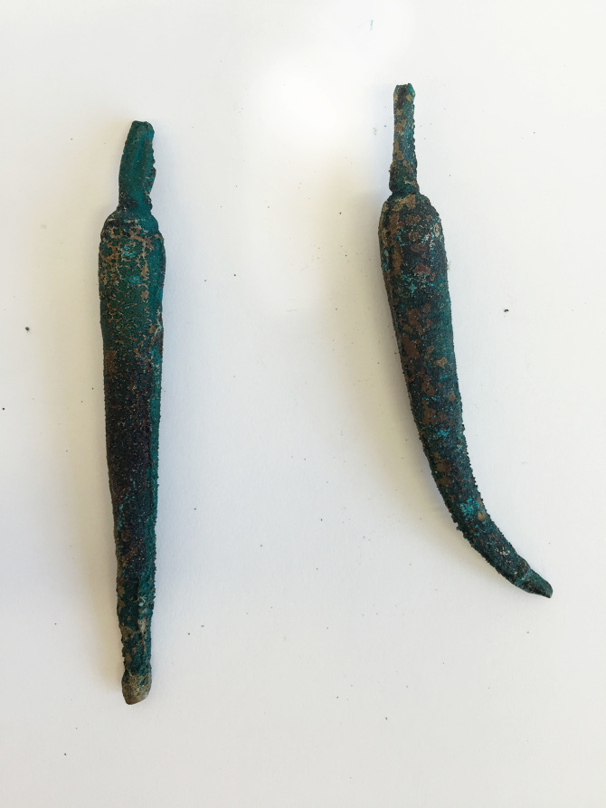 Carrot - Kayla Schroeder