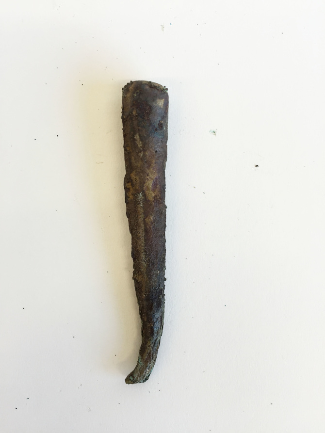 Carrot - Kayla Schroeder