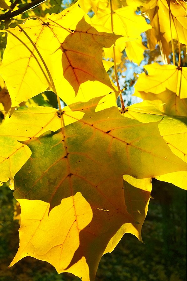 layered leaves - Anthony Arciero Photography