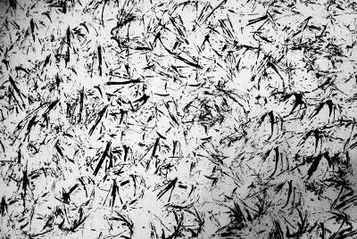 trama y textura - monotype