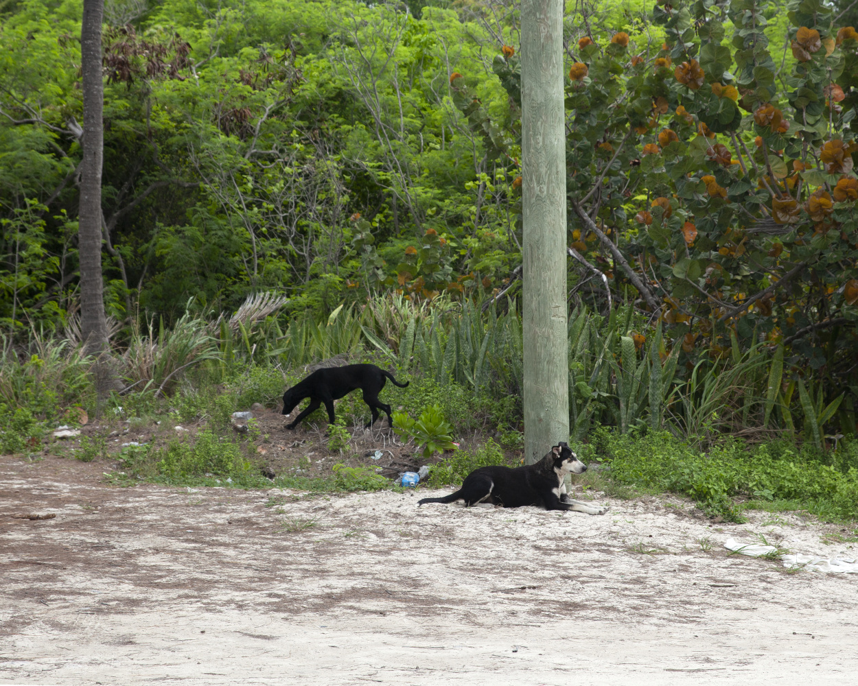 The Dogs Of Wheeland, Turks and Caicos Island - Elsaguillet