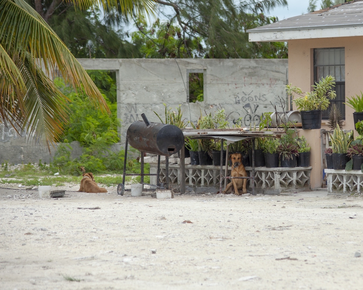 The Dogs Of Wheeland, Turks and Caicos Island - Elsaguillet