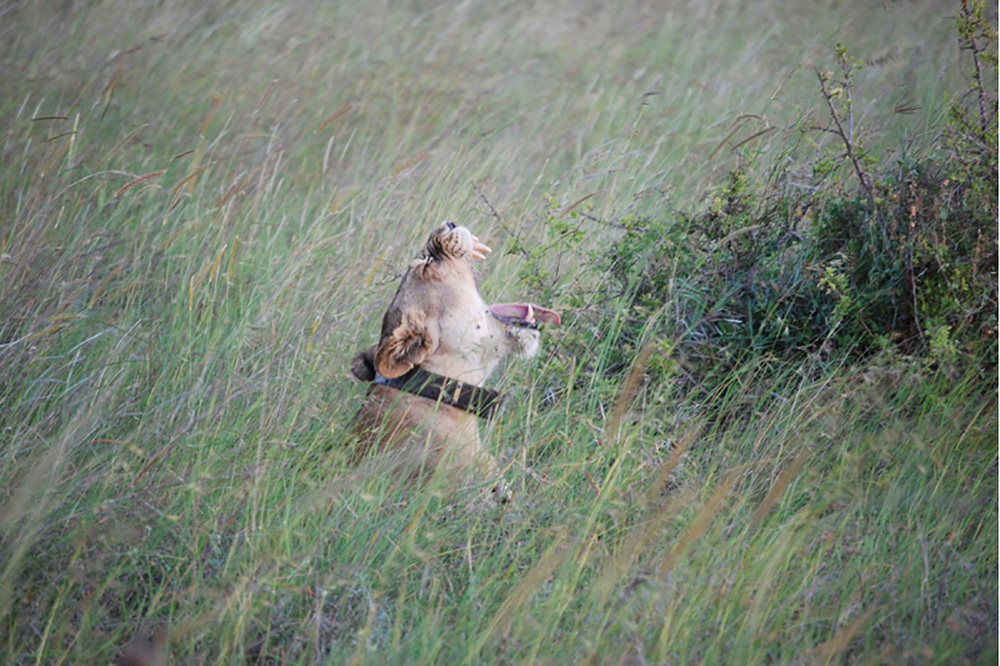 Open Source Lion Tracking Collars - Lucas Vickers