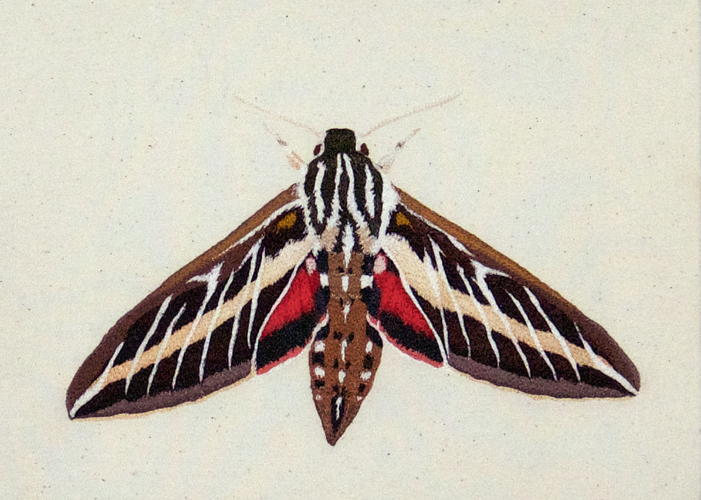 Striped Hawk Moth - Rose Miller