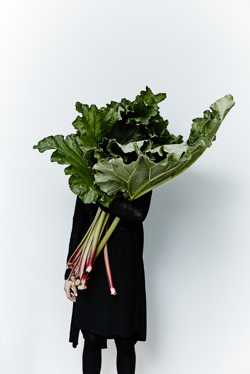 Rabarberi - foodisart.photography