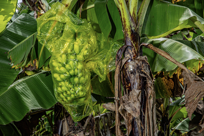 Work in Progress: Extinct Banana - Allie E.S. Wist