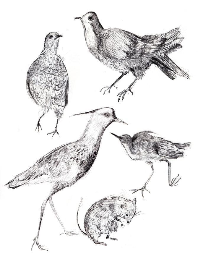 Illustrations & Paintings - Aimy Nguyen