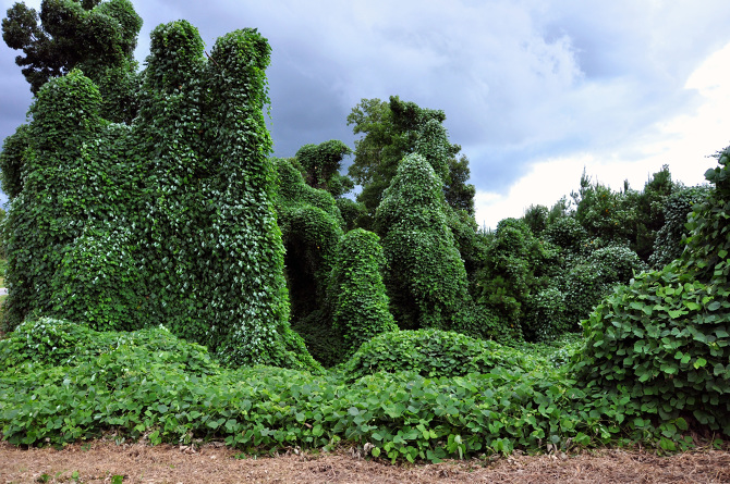 About - Invasive Queer Kudzu